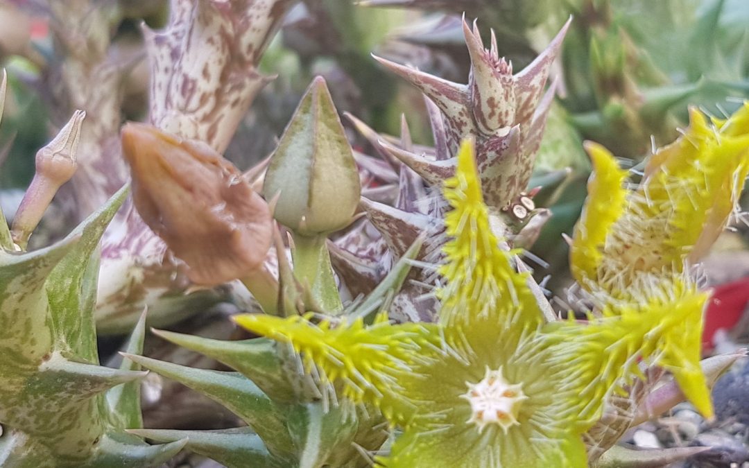 Caraluma | Calara Cacti and Succulents